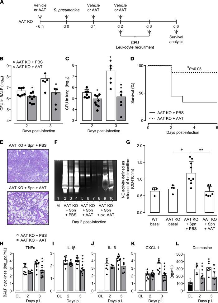 JCI Insight - Alpha-1 antitrypsin deficiency impairs lung antibacterial ...