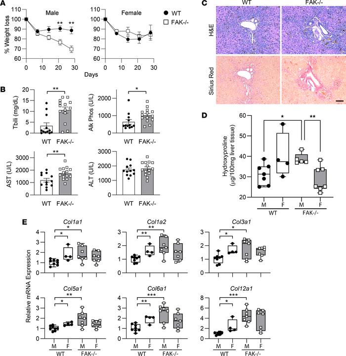 JCI Insight - Liver epithelial focal adhesion kinase modulates ...