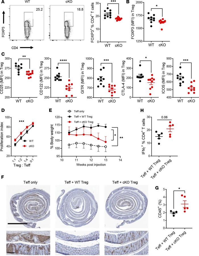 JCI Insight - Lupus susceptibility gene Esrrg modulates regulatory T ...