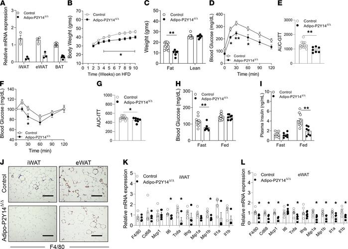 JCI Insight - Adipocyte P2Y14 receptors play a key role in regulating ...