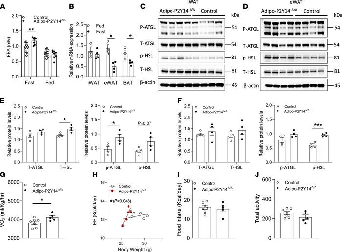 JCI Insight - Adipocyte P2Y14 receptors play a key role in regulating ...