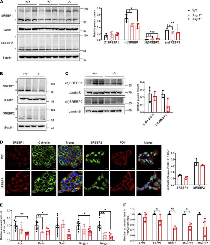 JCI Insight - Hypomorphic ASGR1 modulates lipid homeostasis via INSIG1 ...