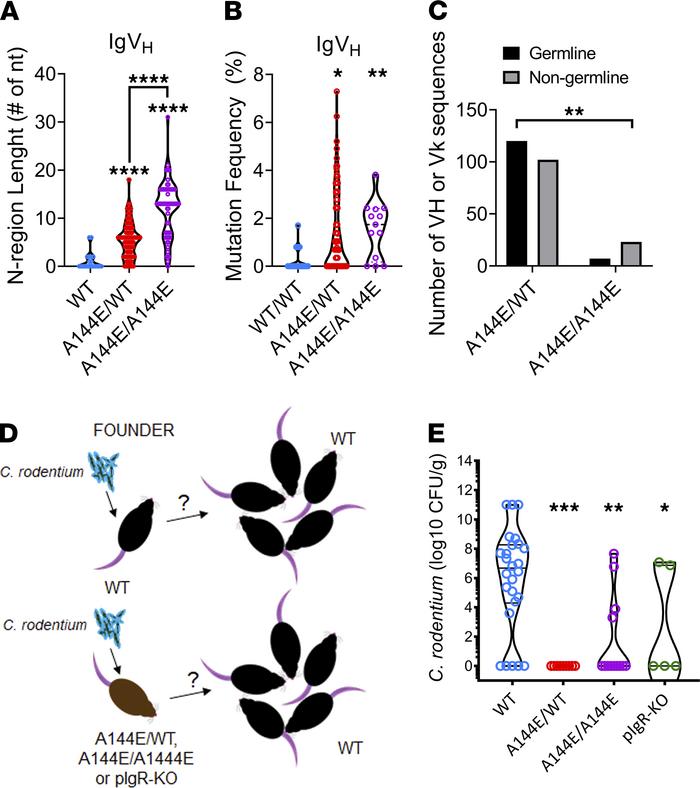 JCI Insight - TNFRSF13B polymorphisms counter microbial adaptation to ...