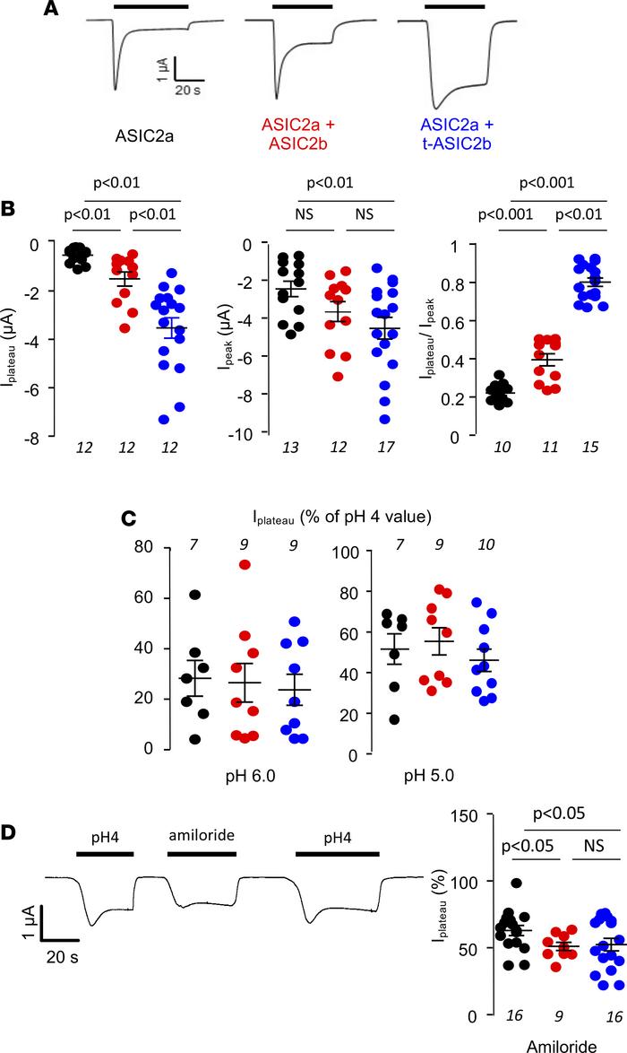 JCI Insight - A variant of ASIC2 mediates sodium retention in nephrotic ...
