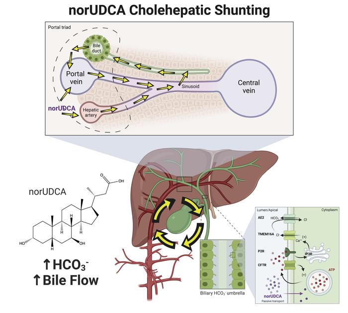 JCI Insight - Active enterohepatic cycling is not required for the ...