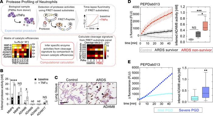 JCI Insight - ADAM8 signaling drives neutrophil migration and ARDS severity