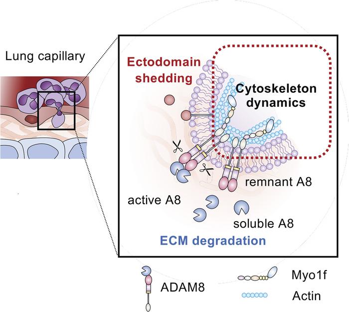 JCI Insight - ADAM8 signaling drives neutrophil migration and ARDS severity