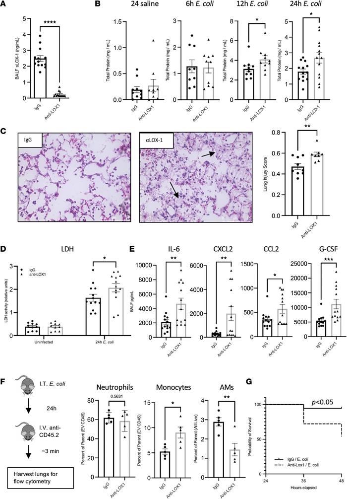 JCI Insight - Lectin-like oxidized low-density lipoprotein receptor 1 ...