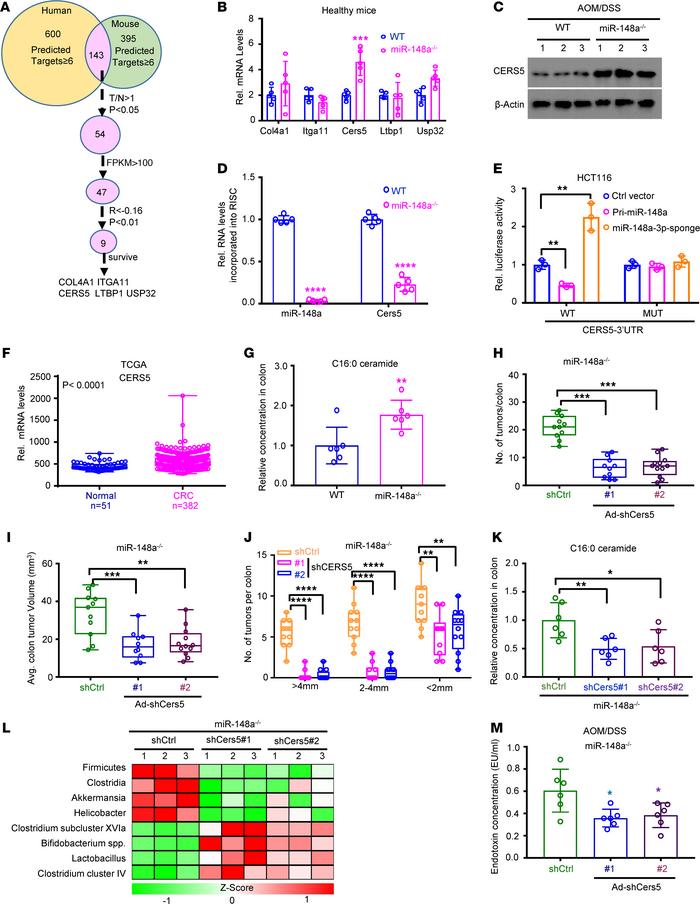 JCI Insight - Ceramide-mediated gut dysbiosis enhances cholesterol ...