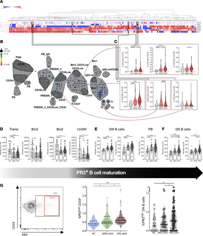 JCI Insight - Circulating autoreactive proteinase 3+ B cells and ...