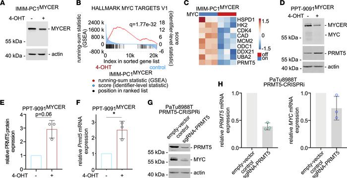 JCI Insight - Epigenetic drug screening defines a PRMT5 inhibitor–sensitive pancreatic cancer ...