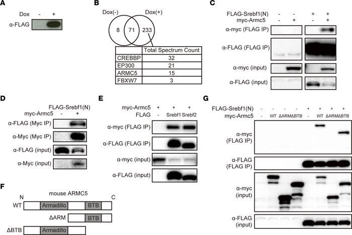 JCI Insight - ARMC5-CUL3 E3 ligase targets full-length SREBF in ...