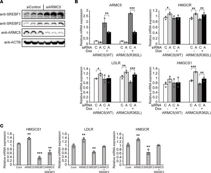JCI Insight - ARMC5-CUL3 E3 ligase targets full-length SREBF in ...