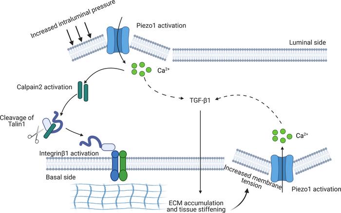 JCI Insight - Mechanosensitive Piezo1 channels mediate renal fibrosis