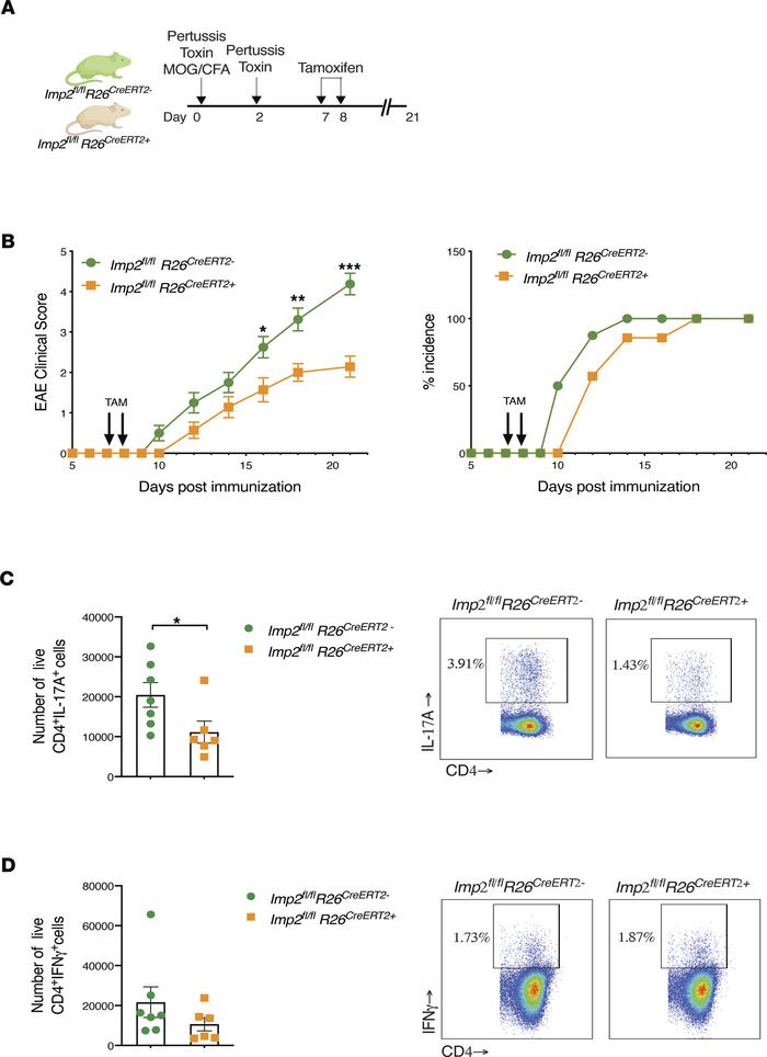 JCI Insight - The RNA-binding protein IMP2 drives a stromal-Th17 cell ...
