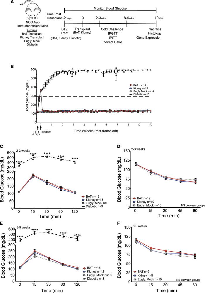 JCI Insight - Islet transplantation into brown adipose tissue can delay ...