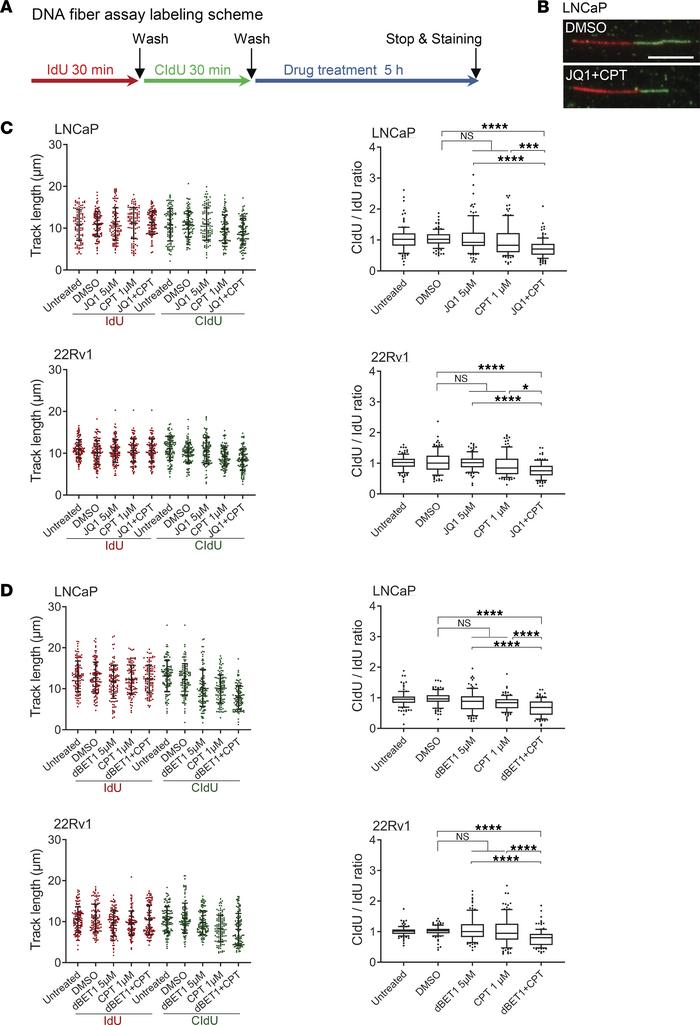 JCI Insight - Targeting radioresistance and replication fork stability ...