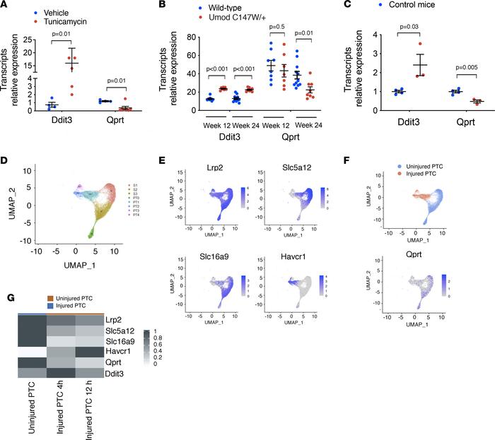 JCI Insight - Cell stress response impairs de novo NAD+ biosynthesis in ...