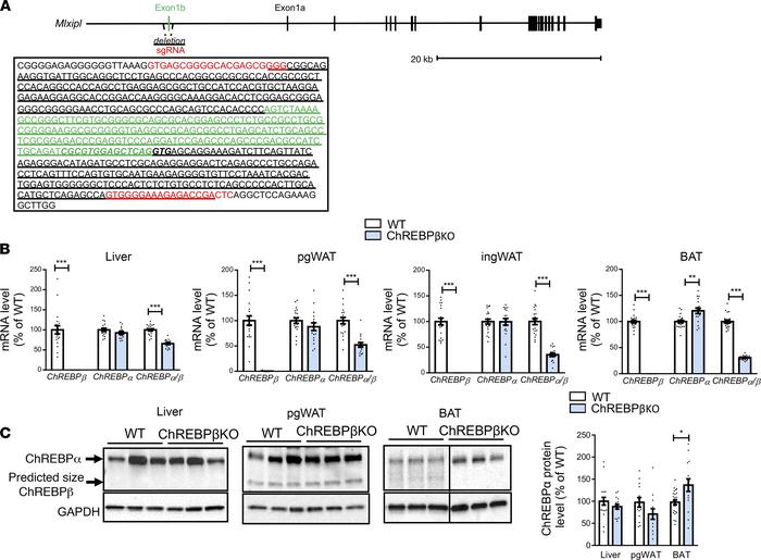 JCI Insight - ChREBPβ is dispensable for the control of glucose ...