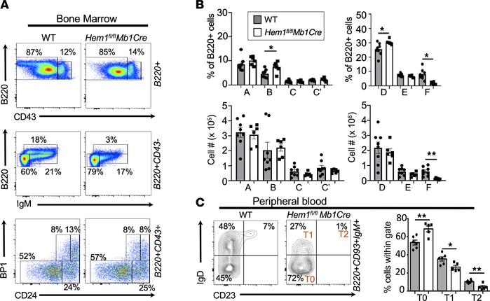 JCI Insight - Hem-1 regulates protective humoral immunity and limits ...