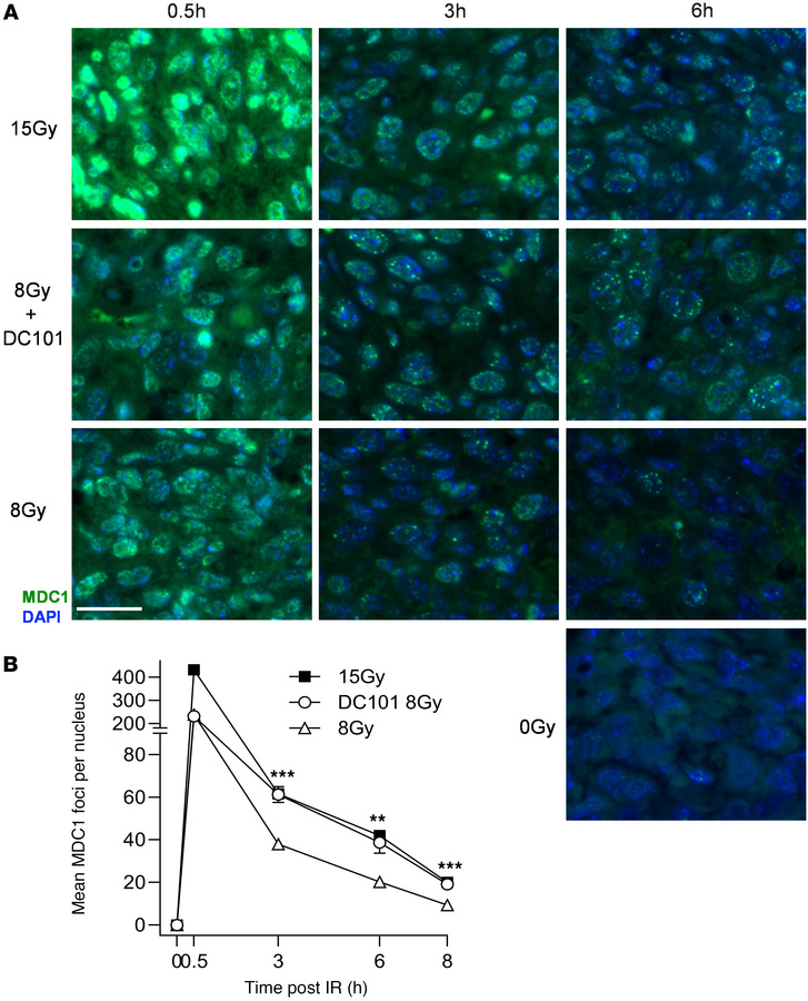 JCI Insight - Radiosensitizing the SUMO stress response intensifies ...