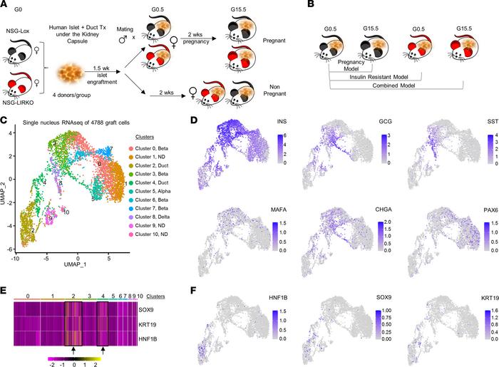JCI Insight - Single-nucleus RNA-Seq reveals singular gene signatures ...