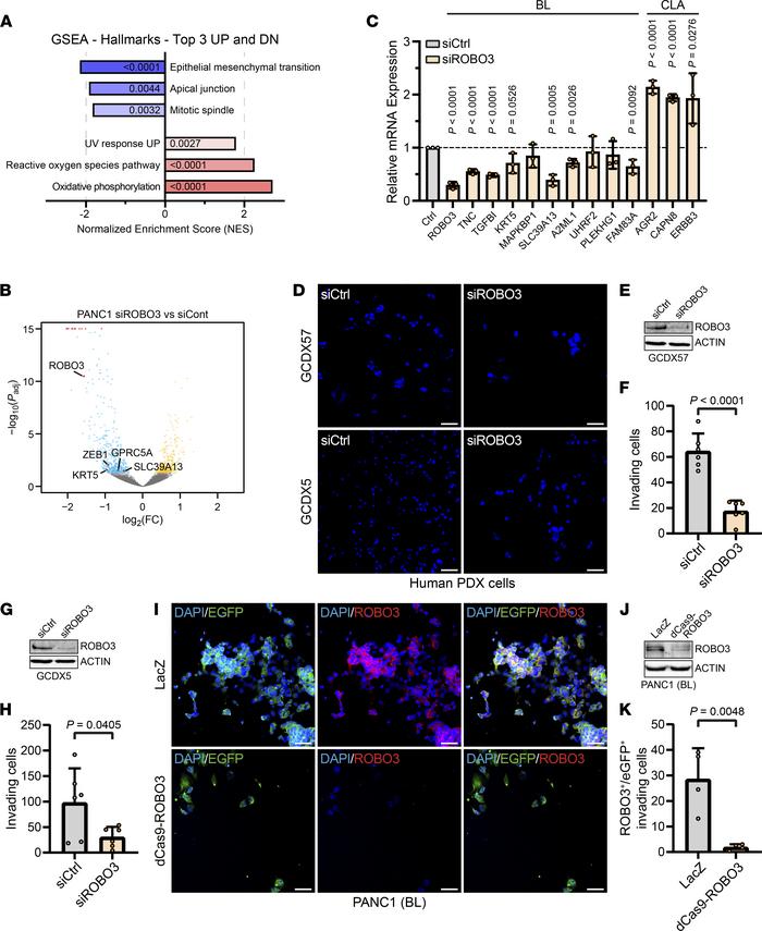 JCI Insight - Axon guidance receptor ROBO3 modulates subtype identity ...