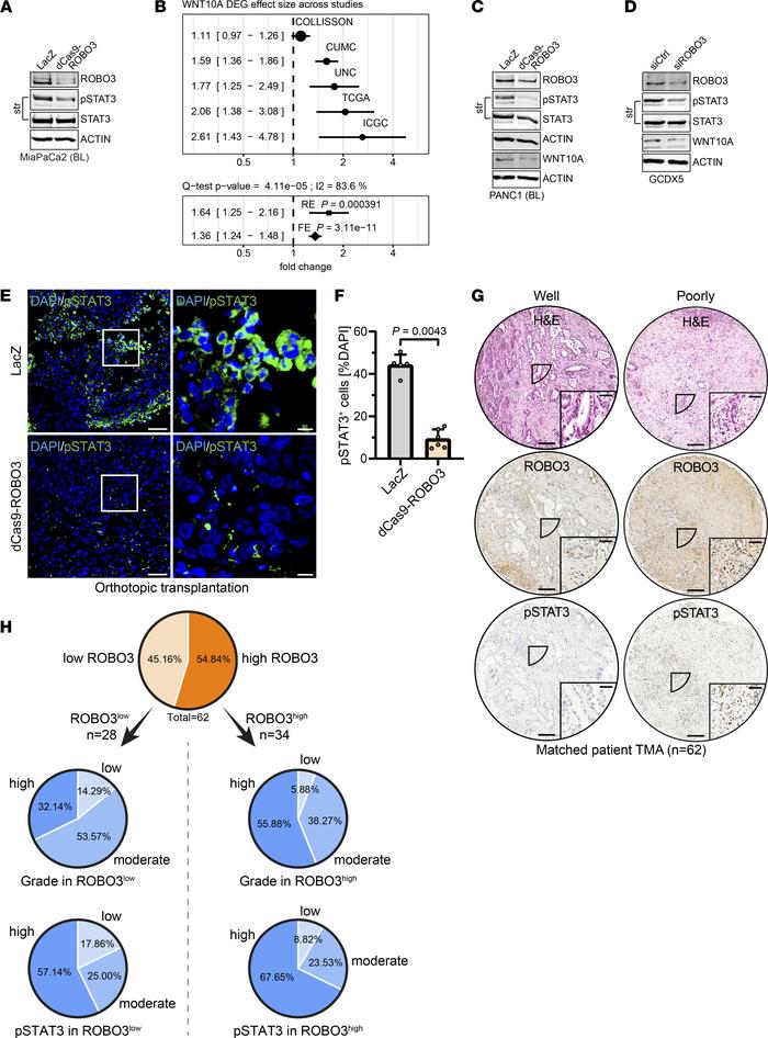 JCI Insight - Axon guidance receptor ROBO3 modulates subtype identity ...