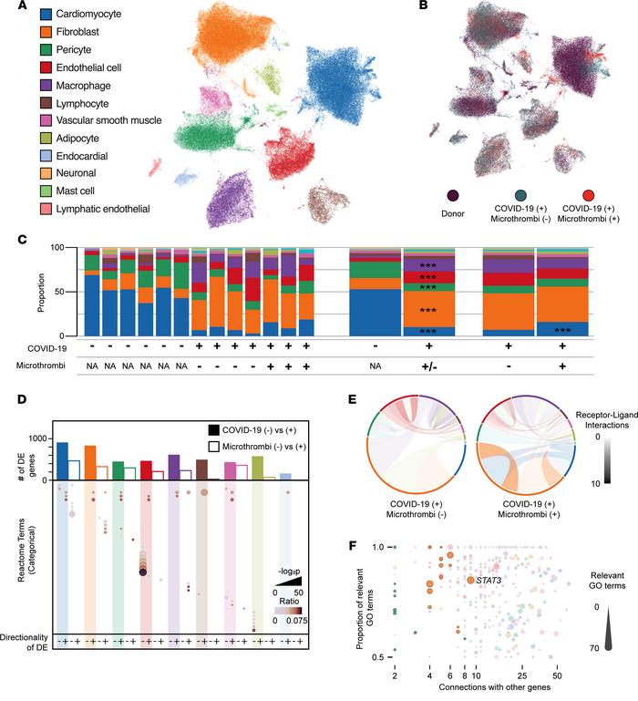JCI Insight - Clinico-histopathologic and single-nuclei RNA-sequencing ...