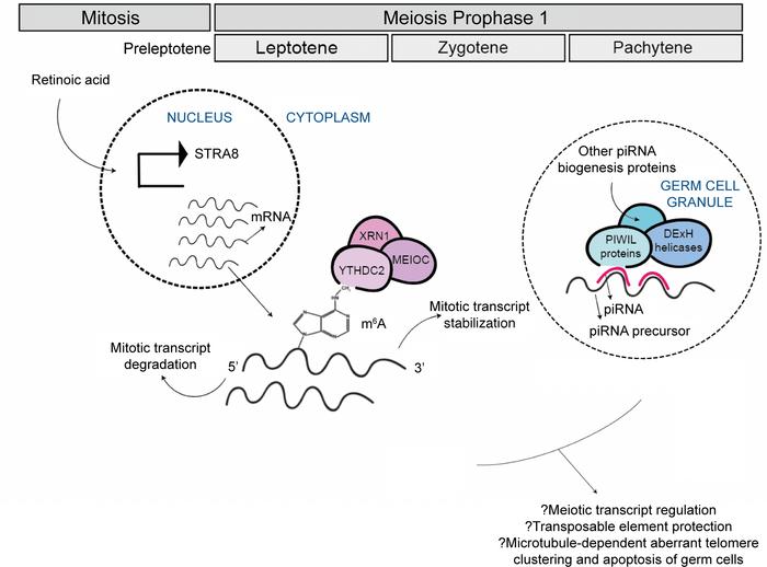 JCI Insight - Pathogenic variants in the human m6A reader YTHDC2 are ...