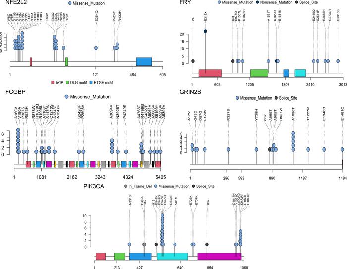 JCI Insight - Inactivation of Hippo pathway characterizes a poor-prognosis subtype of esophageal ...