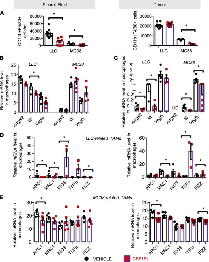 JCI Insight - CSF1/CSF1R signaling mediates malignant pleural effusion ...