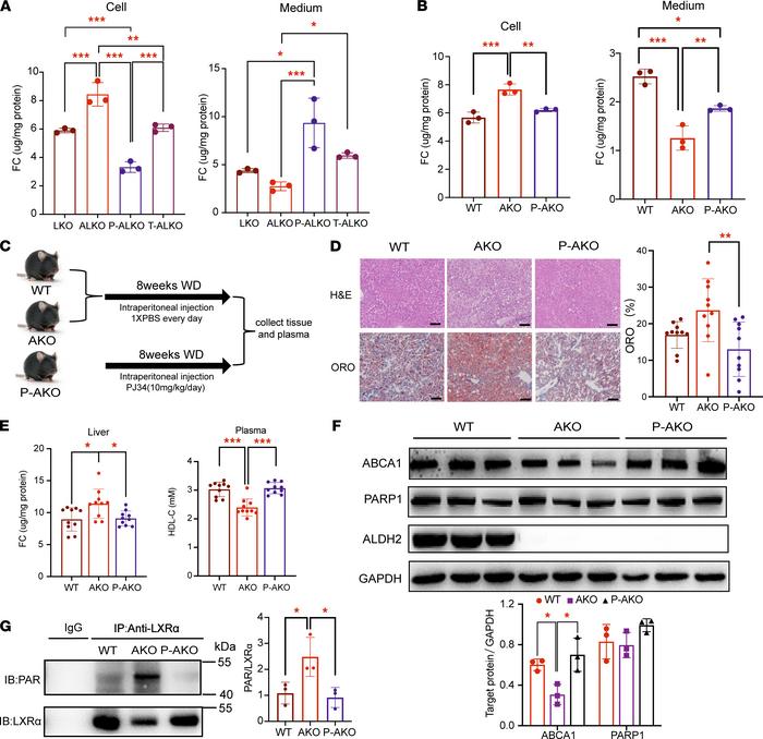 JCI Insight - Aldehyde dehydrogenase 2 and PARP1 interaction modulates ...