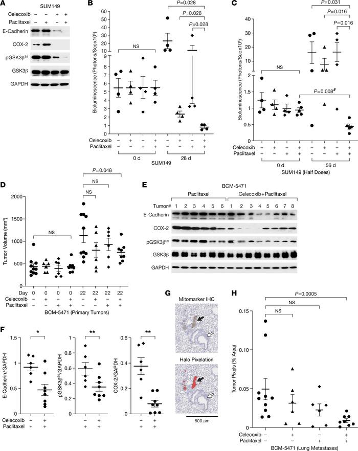 JCI Insight - Stabilization of E-cadherin adhesions by COX-2/GSK3β ...