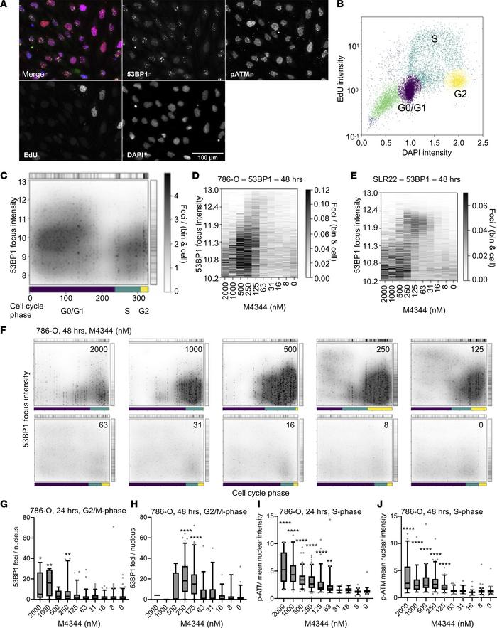 JCI Insight - ATR represents a therapeutic vulnerability in clear cell ...