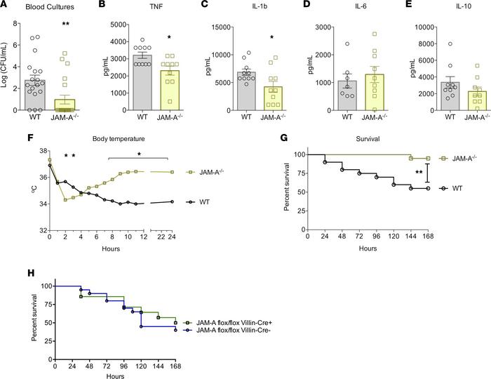 JCI Insight - Junctional adhesion molecule-A deletion increases ...