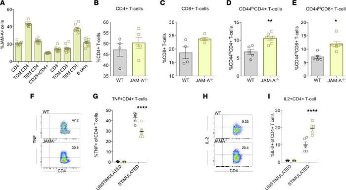 JCI Insight - Junctional adhesion molecule-A deletion increases phagocytosis and improves ...