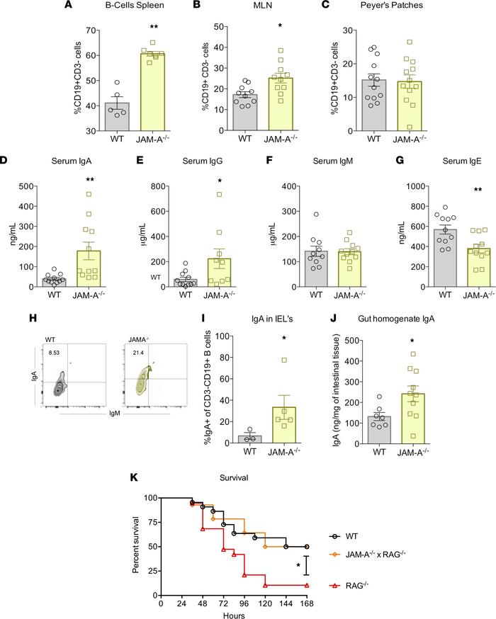 JCI Insight - Junctional adhesion molecule-A deletion increases ...