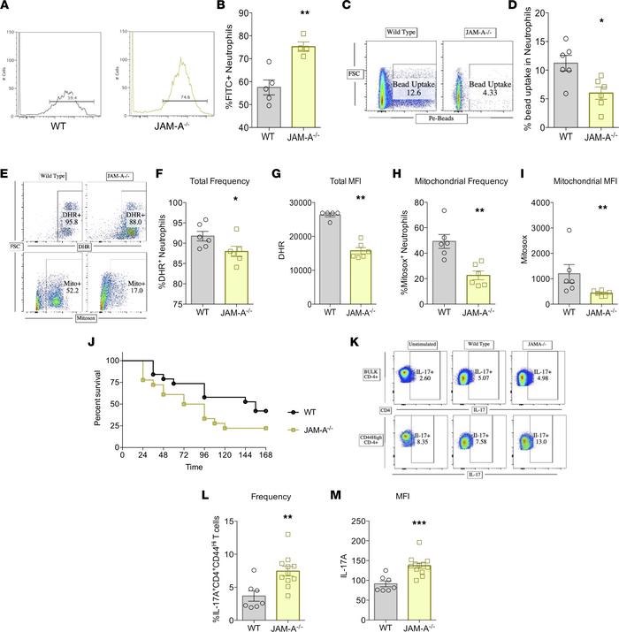JCI Insight - Junctional adhesion molecule-A deletion increases ...