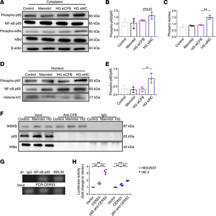 JCI Insight - Deficiency of CFB attenuates renal tubulointerstitial ...