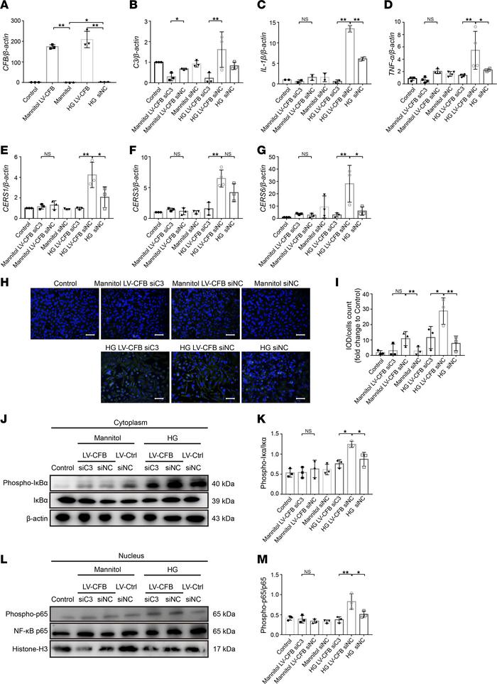 JCI Insight - Deficiency of CFB attenuates renal tubulointerstitial ...