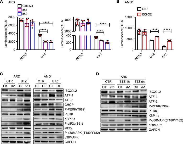JCI Insight - ISG20L2 suppresses bortezomib antimyeloma activity by ...