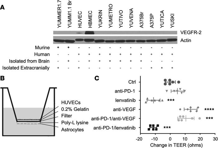 JCI Insight - Lenvatinib or anti-VEGF in combination with anti–PD-1 ...