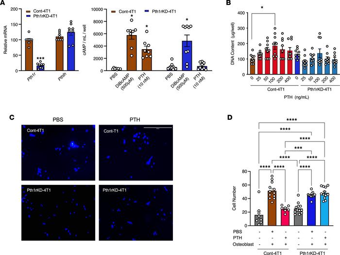 JCI Insight - Parathyroid hormone 1 receptor signaling mediates breast ...
