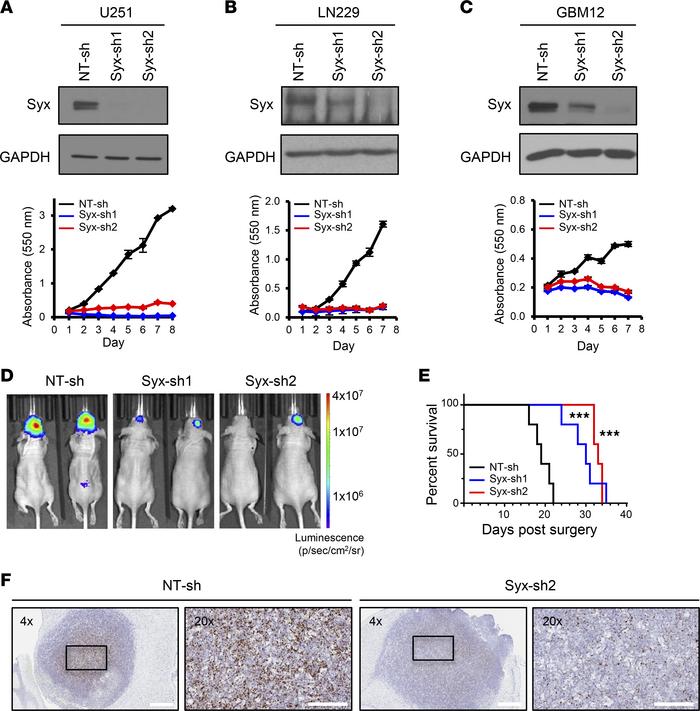 JCI Insight - A Syx-RhoA-Dia1 signaling axis regulates cell cycle ...