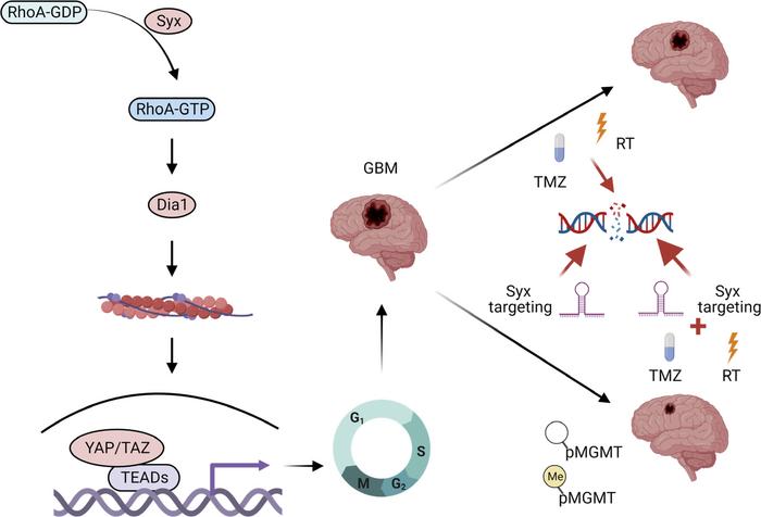 JCI Insight - A Syx-RhoA-Dia1 signaling axis regulates cell cycle ...
