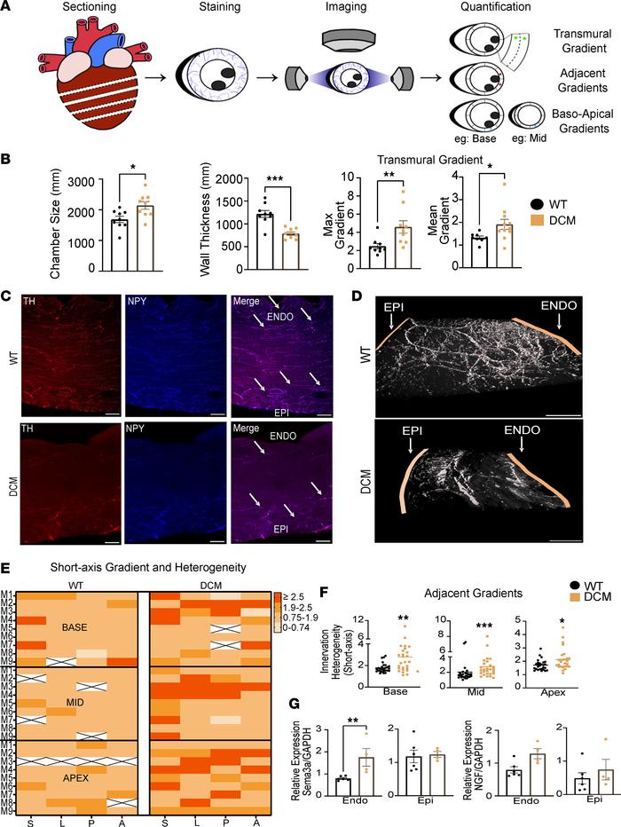 JCI Insight - Heterogeneous cardiac sympathetic innervation gradients ...