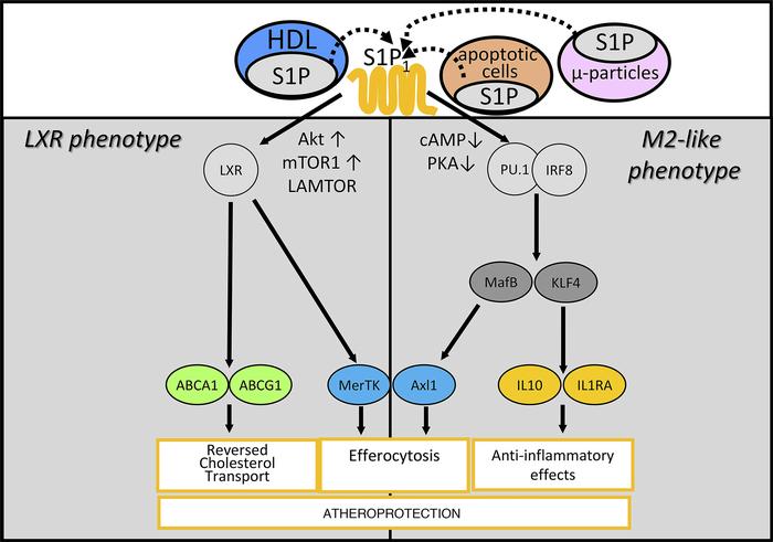 JCI Insight - Sphingosine 1-phosphate receptor 1 signaling in ...
