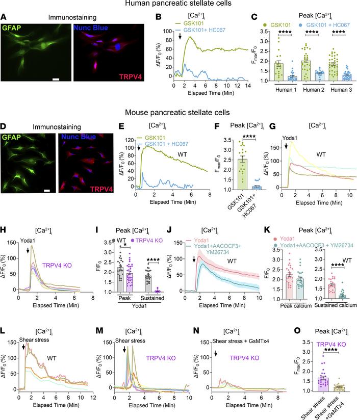JCI Insight - Piezo1-mediated stellate cell activation causes pressure ...