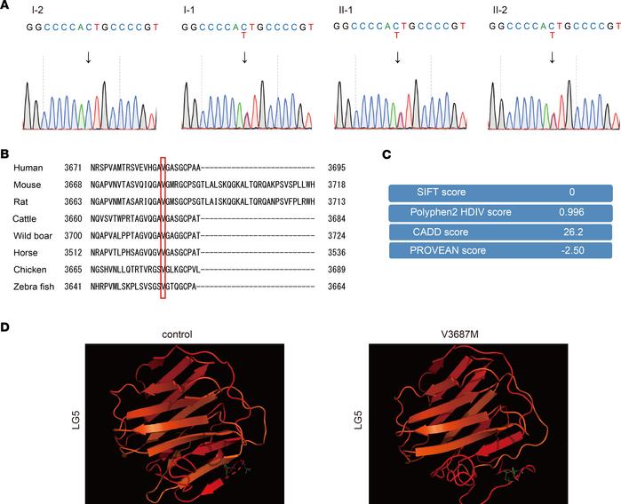 JCI Insight - A heterozygous LAMA5 variant may contribute to slowly ...